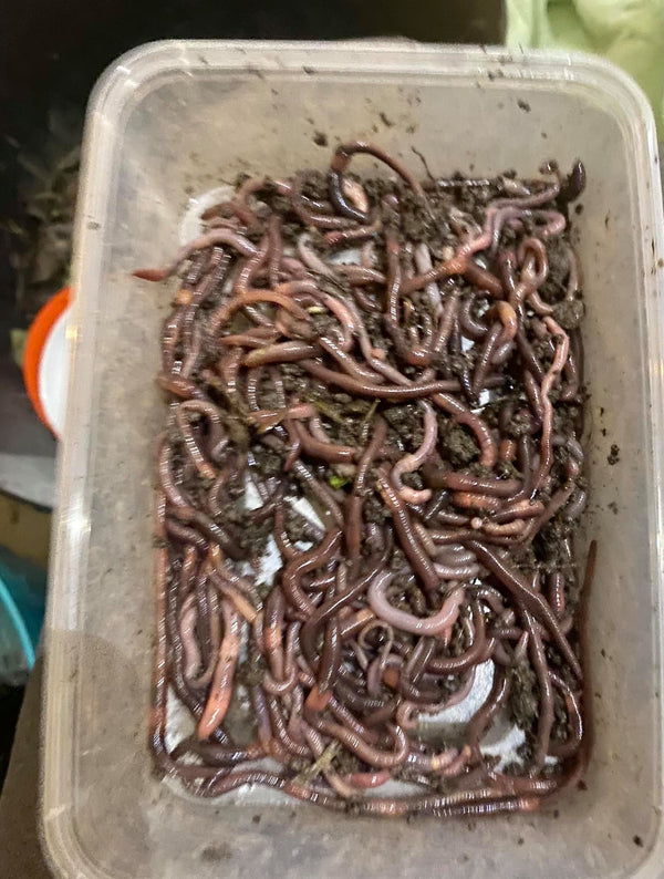 100 Wriggly Worms – Wriggly restaurant